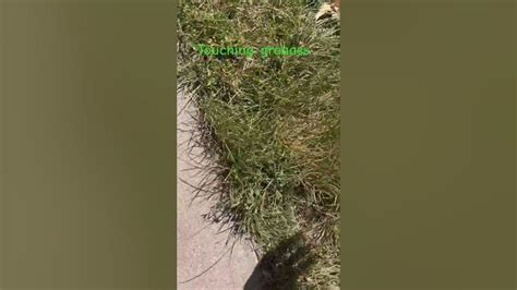 Touching Graaass Youtube