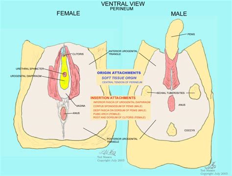 Muscles Illustrations