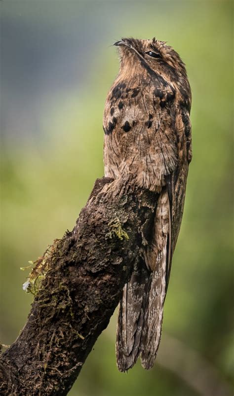Remarkable Bird Eyes Owen Deutsch Photography