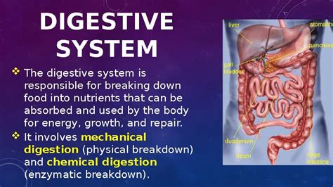Digestive System Ppt Biology Sbi3u Structures Functions Stomach