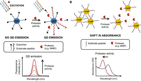The Anatomy Of Quantum Dots A Qds Contain A Semiconducting