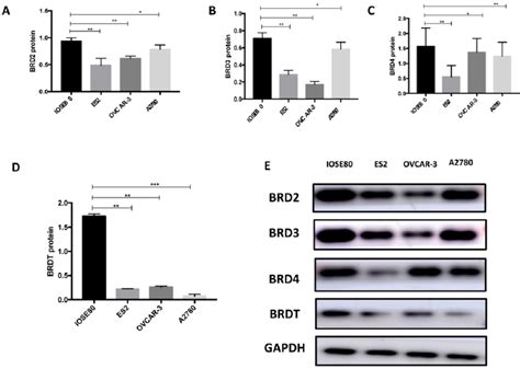 The Protein Expression Of A Brd2 B Brd3 C Brd4 And D Brdt Download Scientific Diagram