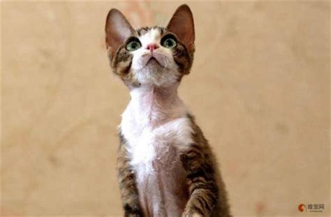 德文卷毛猫贵吗 多少钱一只 唯宠网