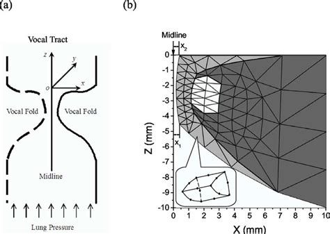 The Self Oscillating Vocal Fold Model A The Schematic Diagram Of The Download Scientific