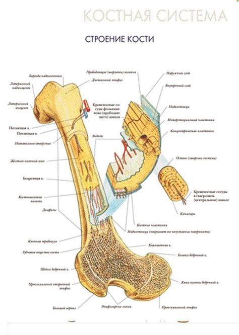 Кісткова система будова кістки постер — ціна 35 грн у каталозі Постери Купити товари для дому