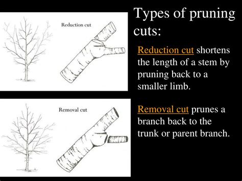 PPT Urban Tree Pruning Program PowerPoint Presentation Free Download ID