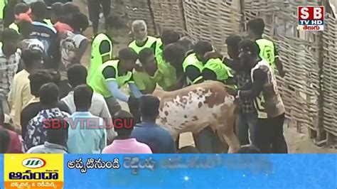 చంద్రగిరి నియోజకవర్గంలో పలు గ్రామాల్లో పరుష పంద్యాలు జల్లికట్టు అట్టహాసంగా‌ నిర్వహించారు Youtube