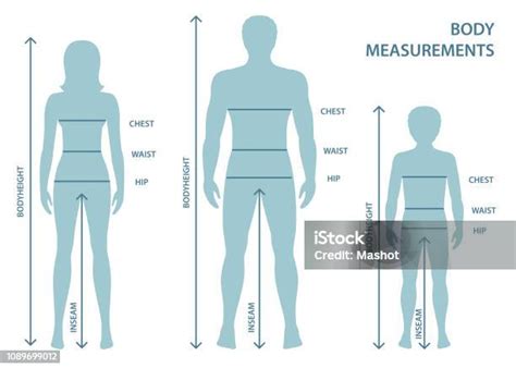 Silhouttes 남자의 성과 측정 라인의 전체 길이에 소년 몸 매개 변수 인체에 대한 스톡 벡터 아트 및 기타 이미지 인체 규모 측정 장치 Istock