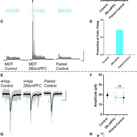 Glun2b Deletion From Mpfc Pyramidal Neurons Increases Synaptic Drive Download Scientific