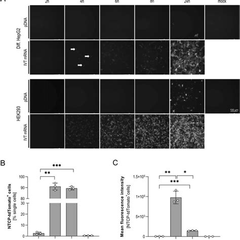 Comparison Of Ivt Mrna Or Plasmid Transfection Or Adv Transduction A Download Scientific