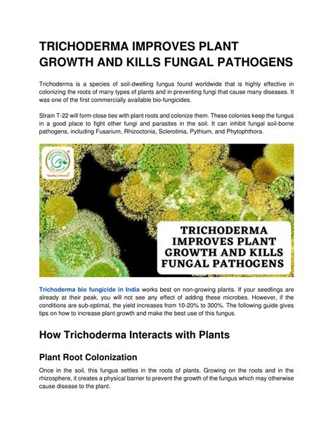 Ppt Trichoderma Improves Plant Growth And Kills Fungal Pathogens