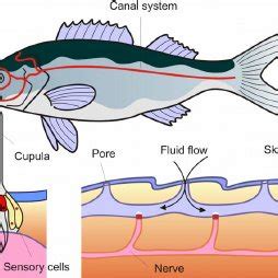 Schematic Drawing Of Fish Lateral Line Bottom Right Shows Download Scientific Diagram