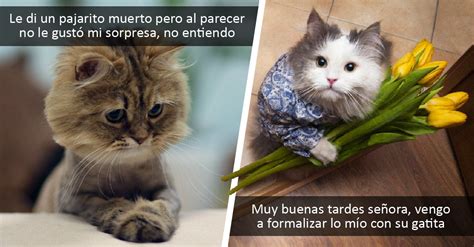 21 Divertidos Memes De Gatos Que Te Harán Decir Ese Soy Yo