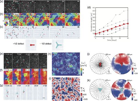 Figure 1 From Geometric Confinement Guides Topological Defect Pairings And Emergent Flow In