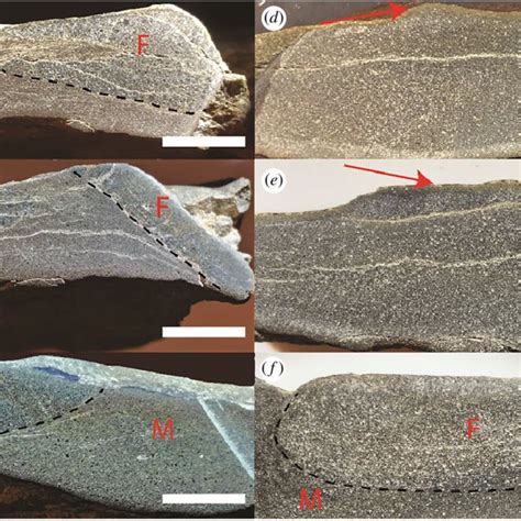 Polished Cross Sections Of Each Fossil Morphotype One Fossil Sample Download Scientific