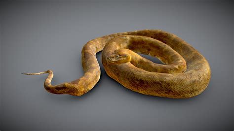 Python De Seba Python Sebae Download Free 3d Model By