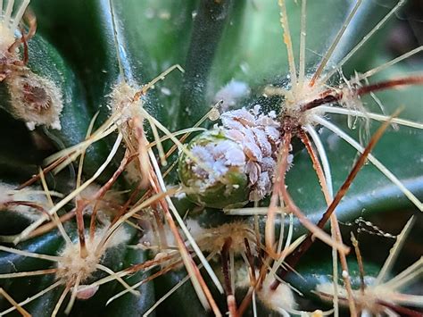 Help Bugs On My Cactus R Cactusenthusiasts