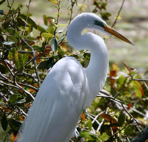 백로 새 하얀색 Pixabay의 무료 사진 Pixabay