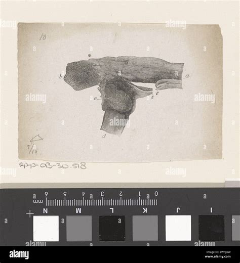 Human Bone With A Break Isaac Weissenbruch 1836 1912 Print