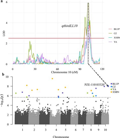 Overlapping Genetic Loci Between Gwas And Qtl Mapping For Thirdll A