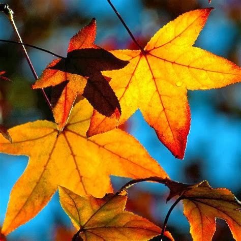 Герман Герман Youtube