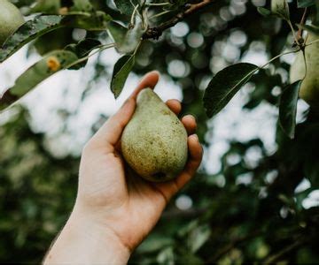 How To Grow A Pear Tree From Seed In Simple Steps Homes And Gardens