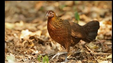 Suab Qaib Qus Mp3 Youtube