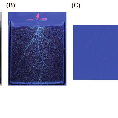 Tomato Root System And Corresponding Proteolytic Activity A Rhizobox Download Scientific