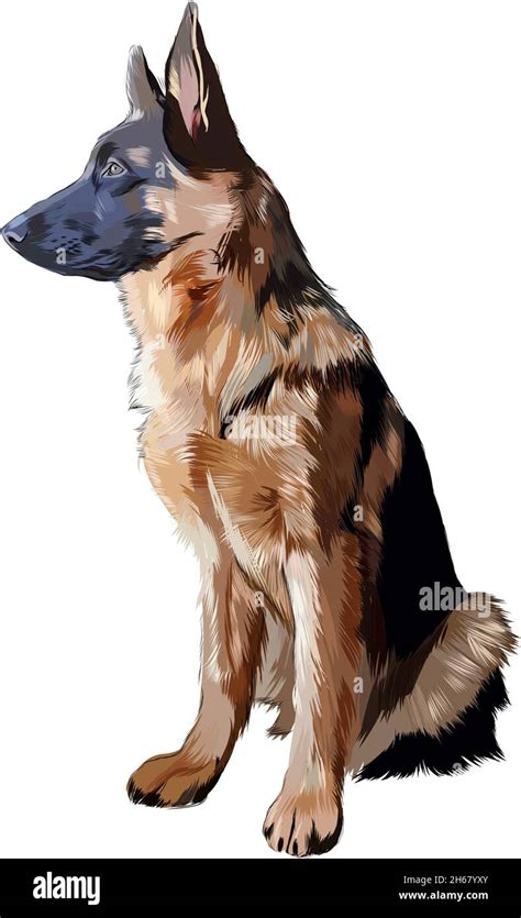 German Shepherd Dog Sitting Color Drawing Realistic Vector