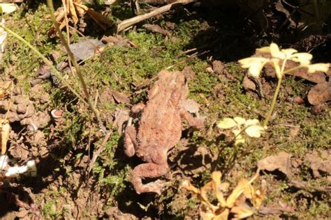 A Small Brown Toad Moves On The Ground And Moss In The Spring Forest Stock Image Image Of