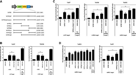 Truncation Of Wpre Further Enhances Tud Function A Schematic