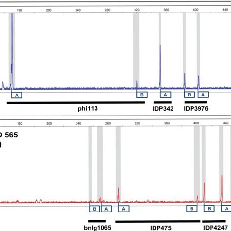 Example Of Successful Fragment Analysis Of 2 Multiplex Pcr Reactions