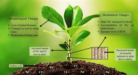 Soil Salinity Causes Morphological And Biochemical Changes In Plants Download Scientific Diagram