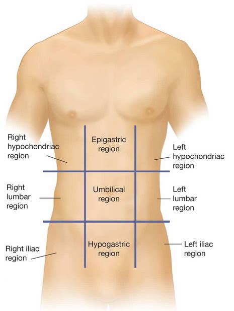 Diagrammatic Illustration Of Abdominopelvic Cavity