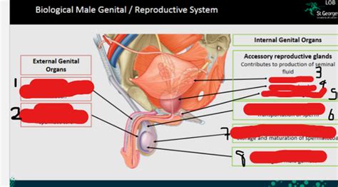 Anatomy Anatomy Of The Male Reproductive System Flashcards Quizlet