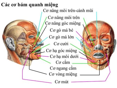 Giải Phẩu đầu Mặt Cổ