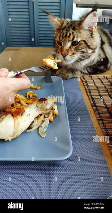 Portrait Of Maine Coon Cat Sniffing Food On Fork In Male Hand Cat And