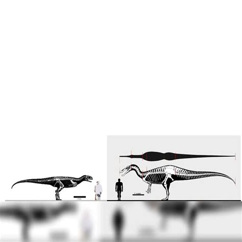 Rajasaurus And Suchomimus Size Comparison Youtube