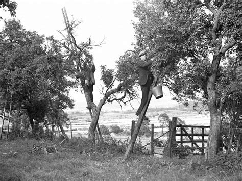 Fruit Picking Art Uk