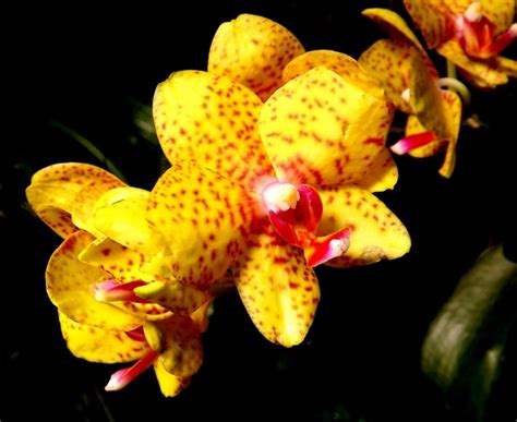 Yellow orchid flower Free stock photos in JPEG (.jpg) 3072x2518 format ...