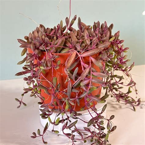 String Of Ruby Succulent Ruby Necklace Succulent Othona Capensis In 6