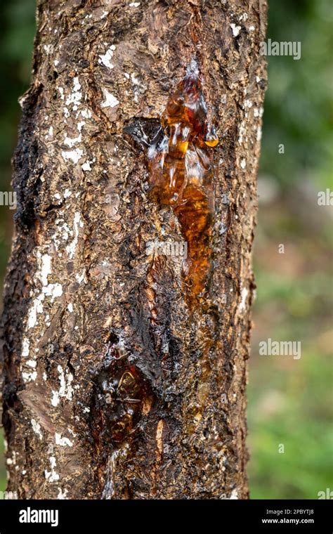 Tree Bark Resin Or Tree Sap Close Up Shot Shallow Depth Of Field No