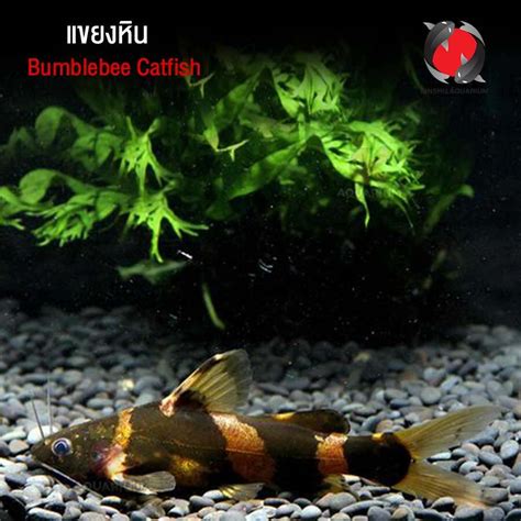 แพะแพนด้า ปลาสวยงาม นักเก็บเศษอาหาร เลี้ยงง่าย คัดเกรดa ไซส์ 2cm 2ตัว 120 พร้อมส่ง มีรับ