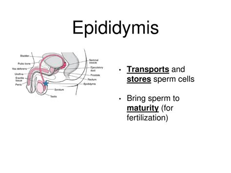 Reproductive System Male And Female Ppt Download