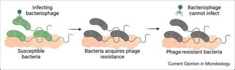 水生环境中弧菌噬菌体与其宿主的相互作用 Current Opinion In Microbiology X Mol