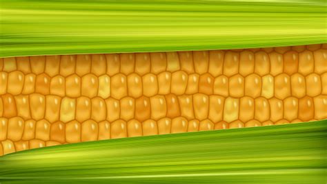 녹색 잎 배경 사이의 노란색 Weet 옥수수 패턴 신선한 옥수수 속대 배너 건강한 채식 음식 야채 벡터 농업 배경 건강한 생활