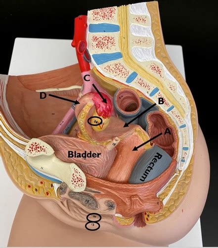 AP Lab Practical Reproductive Flashcards Quizlet
