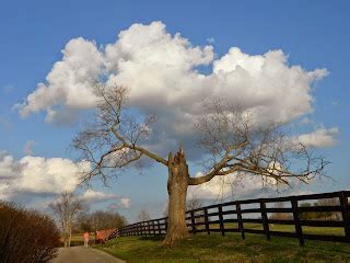 Lovable Images Trees Clouds Wallpapers Amazing Trees And Clouds Desktop Background Images