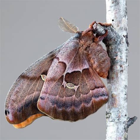 Antheraea Polyphemus Moth In Natural Habitat