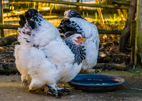 Light Brahma Chicken Origin Temperament And Characteristics